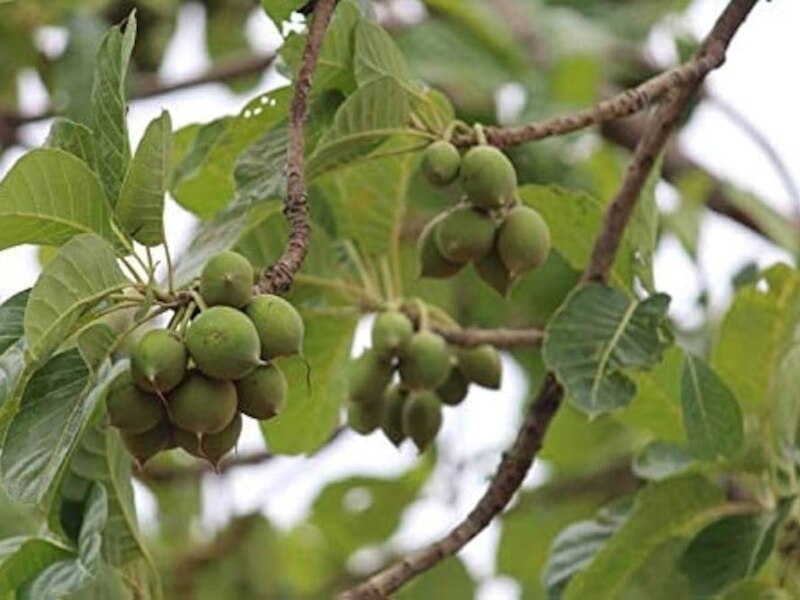 This mahua tree increases energy and gives a natural glow to the skin ...