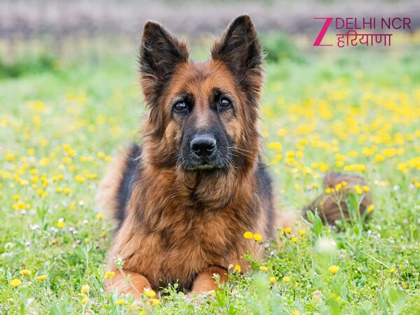 Best Guard Dog Breeds: घर की देख-रेख के लिए सबसे अच्छे डॉग कौन से हैं ...
