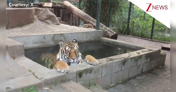Tiger sitting comfortably in water chill then another tiger came ...