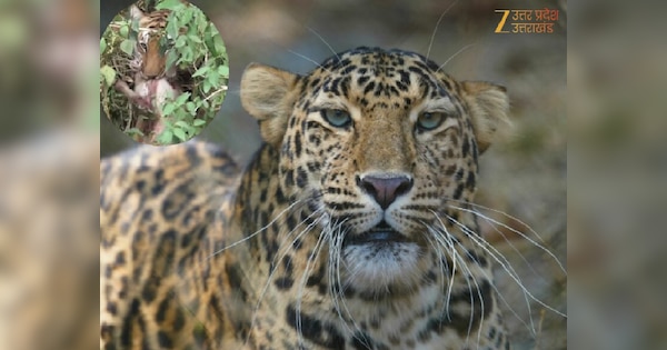 tigress hunted a monkey in corbett tiger reserve photographer captured ...