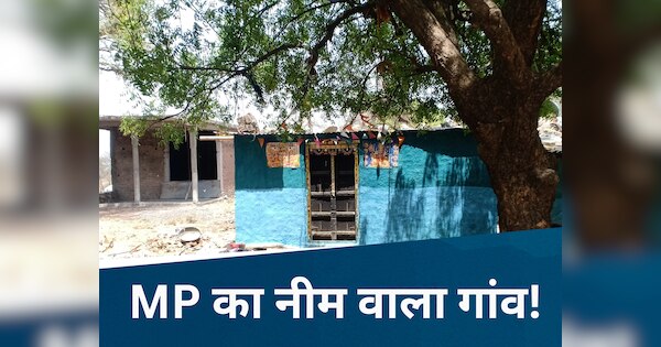 ratlam roopkheda has more than 200 neem trees planted in front of every ...