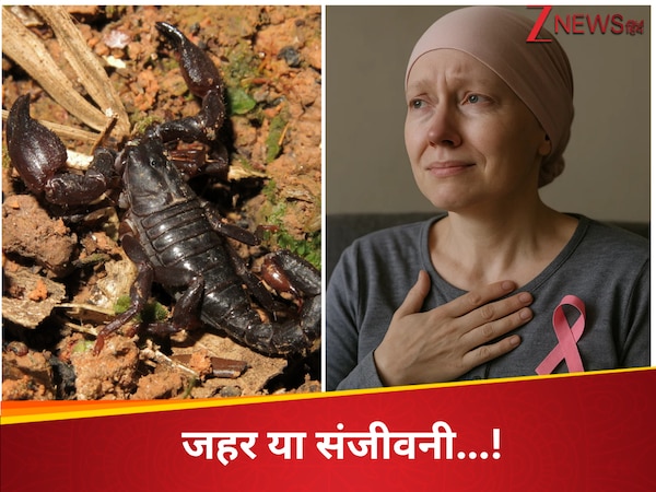 breast cancer can cured by scorpion venom or poison discovered by ...
