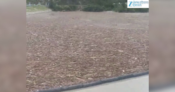 Mandi news thousands of logs seen making pushpa style entry in Pandoh ...