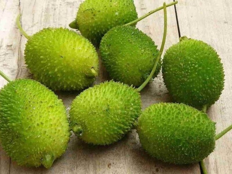 know the most powerful vegetable kakora or spiny guard is better than ...