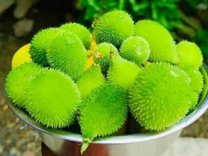 know the most powerful vegetable kakora or spiny guard is better than ...