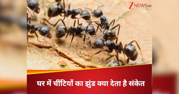 Ants Astro Tips What does it mean seeing a ants swarm in home Red or ...