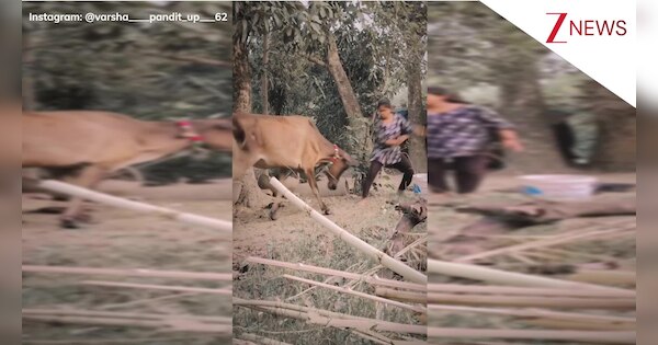 Girl kept making reel in front of cow when she got angry started ...
