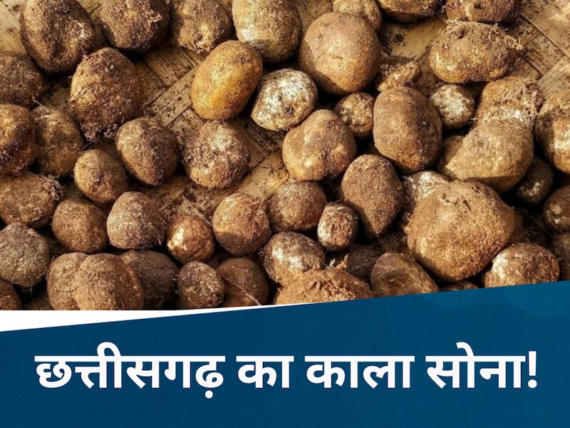 dhamtari sarai boda mushroom are known as india most expensive ...