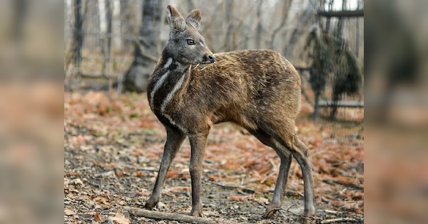 this unique and rare animal seen in chopta uttarakhand musk deer kha ...