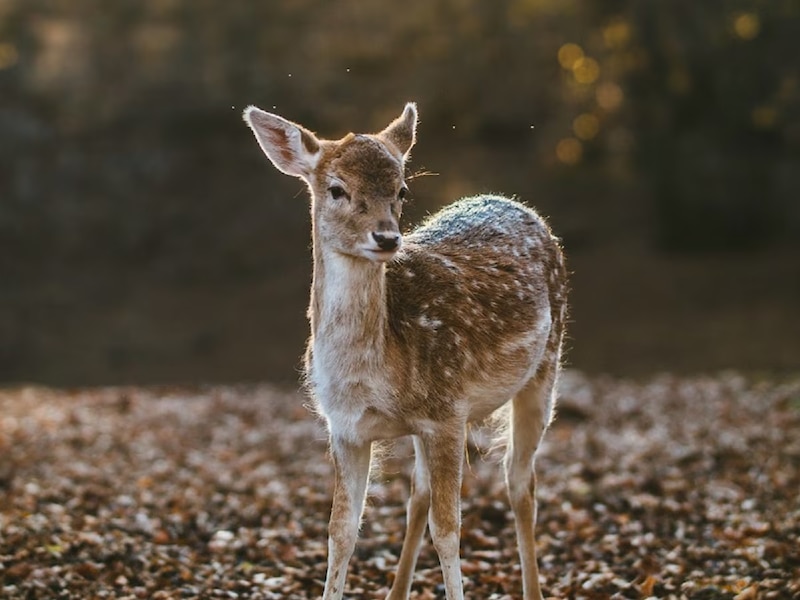 this unique and rare animal seen in chopta uttarakhand musk deer kha ...