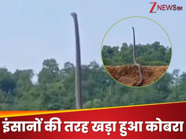 20 feet long king cobra standing like a human king cobra viral video ...