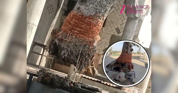 Haryana Floating Tree: हरियाणा में यहां है हवा में लटकता चमत्कारी पेड़ ...