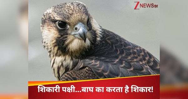 rocket bird or Peregrine Flacon is fastest predator in world with 390 ...