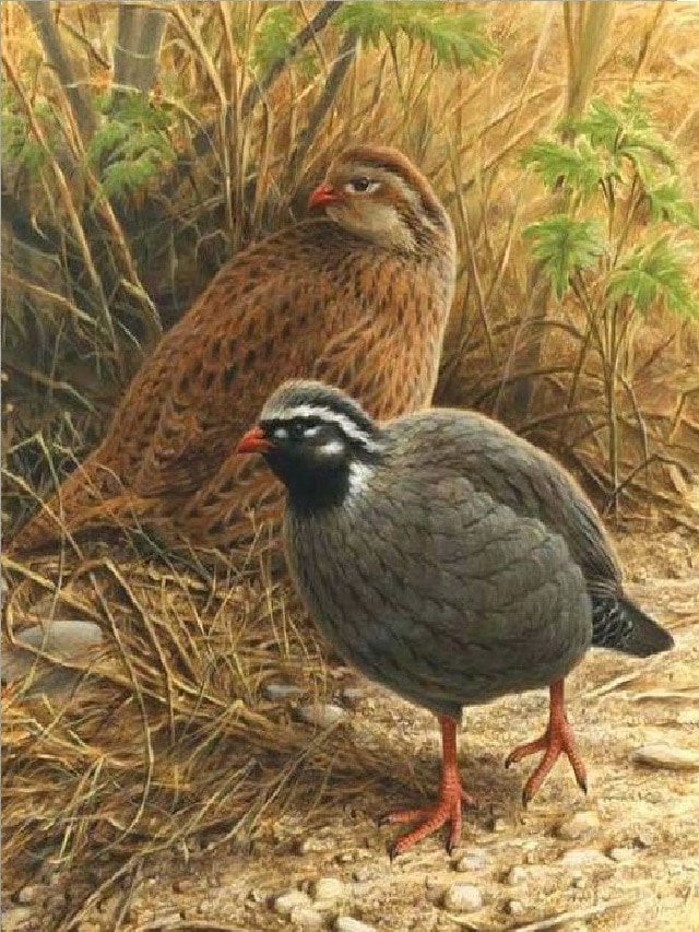himalayan quail on the verge of rarity has a deep connection with ...