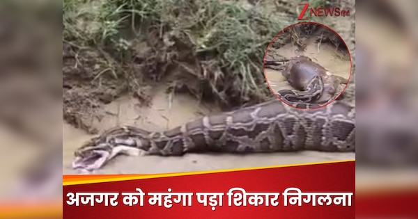 Ajgar ne bakri ko nigla python swallowed a big goat and then had to ...
