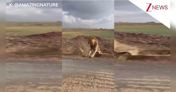 angry lioness attacked on king of jungle lion shocked video going viral ...