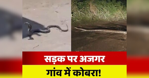 Bagaha 14 feet long python was seen on road panic in village due to ...