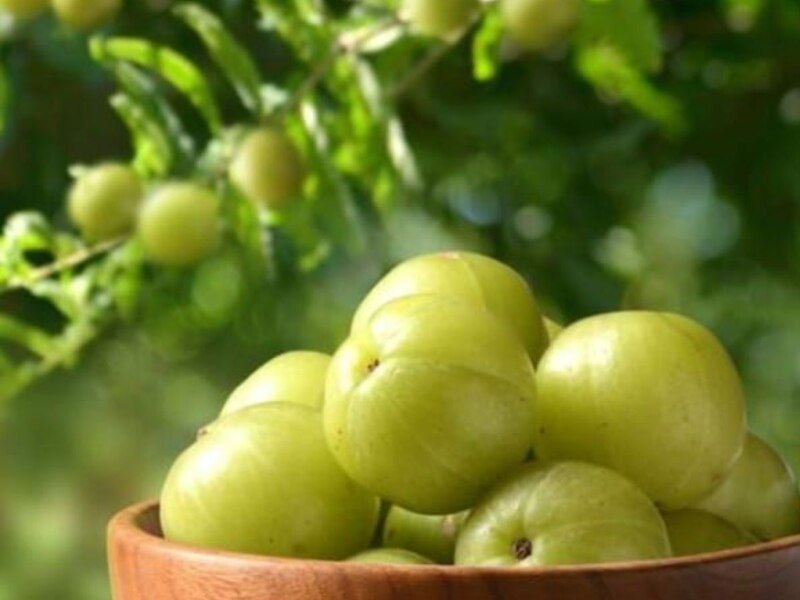 follow these tips and tricks for growing amla tree at home Farming tips ...