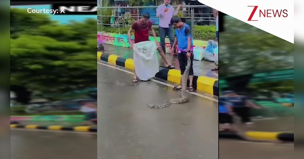 man pulling big python from brook in rainy season public was shocked to ...