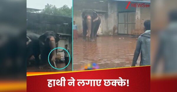 Viral Video Elephant did amazing batting people were stunned to see ...