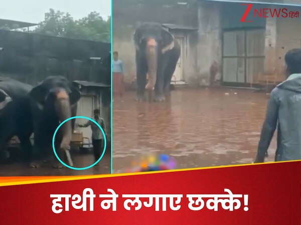 Viral Video Elephant did amazing batting people were stunned to see ...