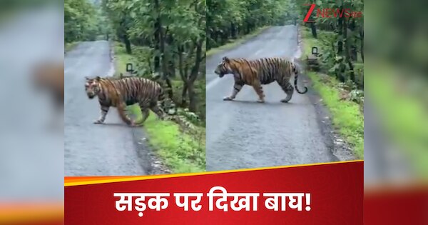 Viral Video Tiger came out to inspect forest people started making ...