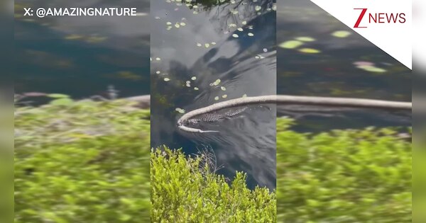 12 feet long alligator seen carrying 18 feet long python in its mouth shocking video goes viral ...