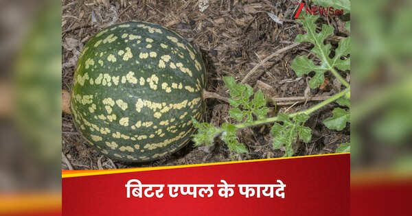 Bitter apple is effective from head to toe know Bitter apple benefits ...
