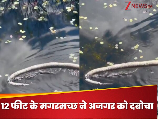 Unbelievable Battle 12-Foot Crocodile Swallows 18-Foot Python Shocking Ending Caught on Camera ...