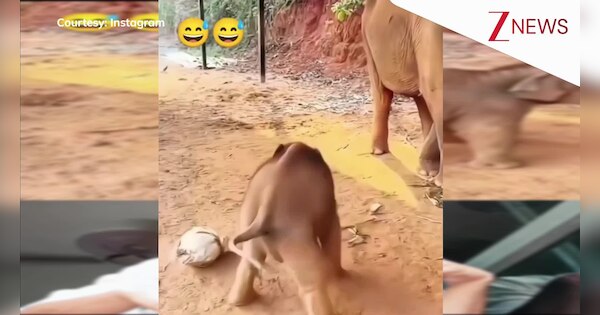 caretaker refuse give bananas to baby elephant his innocence touches heart of people | केयरटेकर ...