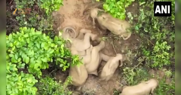 cute elephant video playing in mud going viral see cuteness overloaded ...