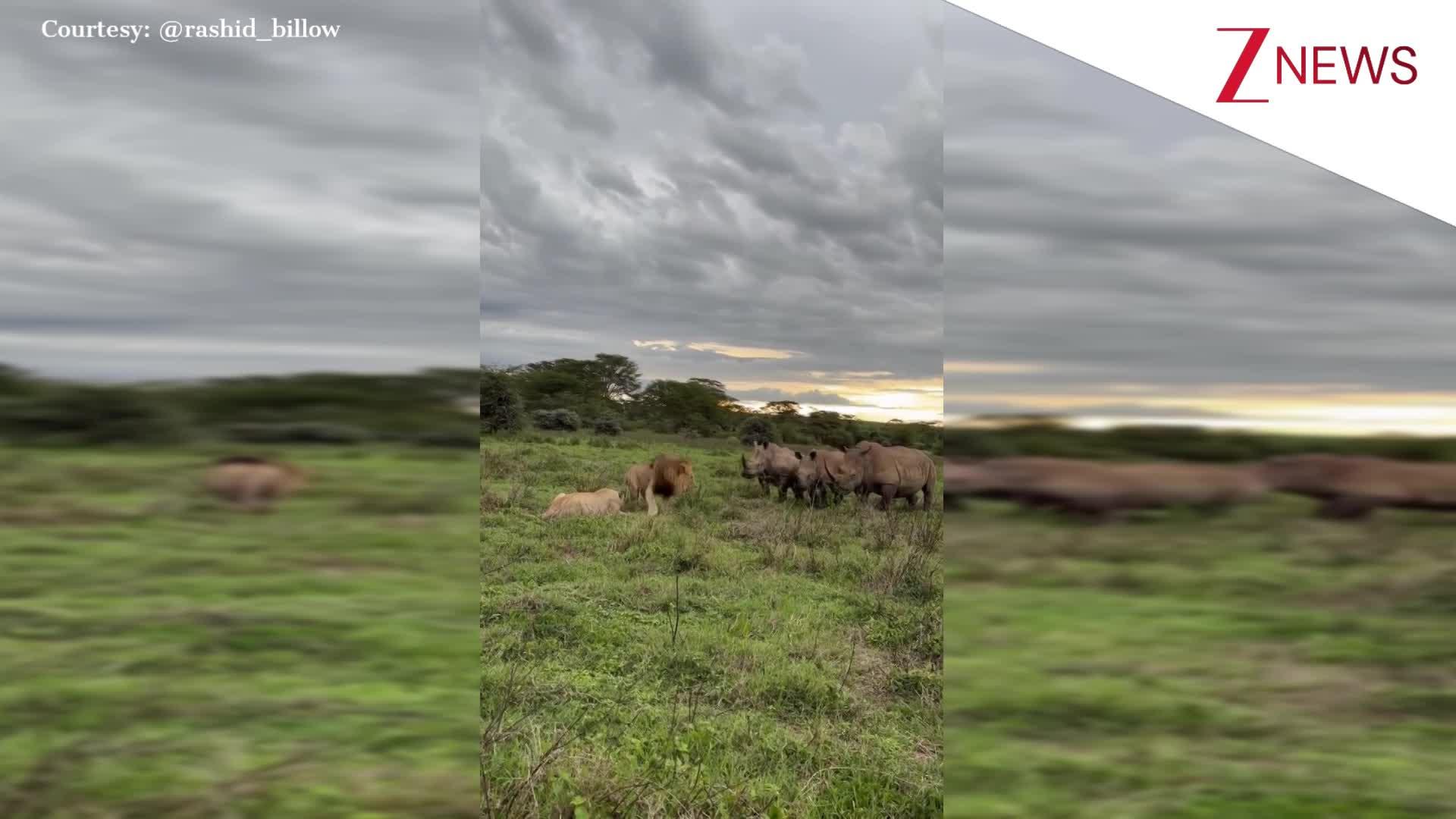 3 rhinos attacked lion and lioness viral video of jungle what happened ...