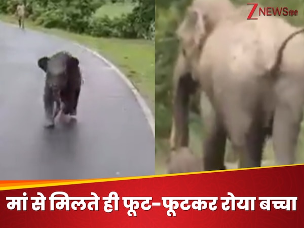 Kaziranga forest officials help baby elephant to reunite with mother ...