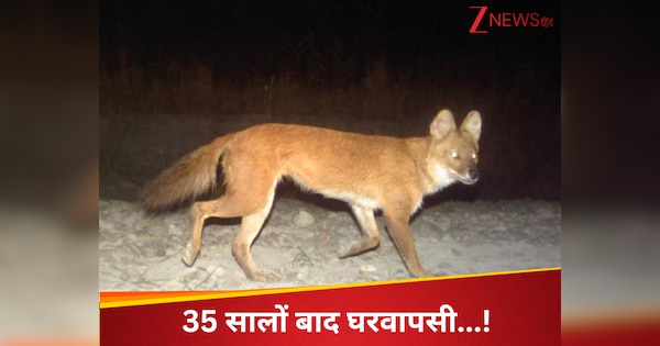 Rare Asiatic dog spotted in assam kaziranga region big achievement for ...