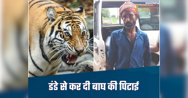 balaghat young man clashed with tiger got deep wounds on head and hand ...