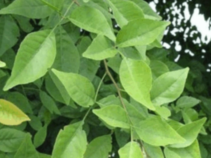 soil of Bel Patra tree miraculous Lord Shiva himself told its ...