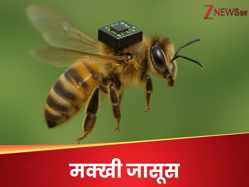 Chinese scientists Made cyborg bee that obeys commands She will spy for ...