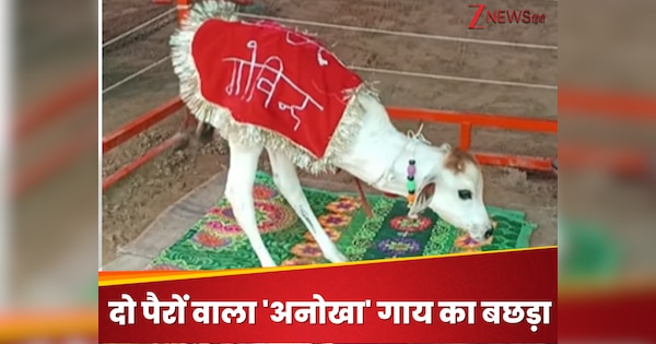 Miracle of nature or miracle Two-legged cow calf goes viral people ...