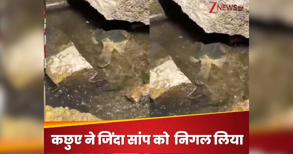 Turtle attacked snake Viral Video | Turtle ferocious form attacked a ...