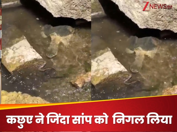 Turtle attacked snake Viral Video | Turtle ferocious form attacked a ...