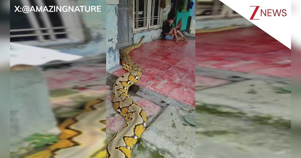 2 kids sitting on ground then giant python came crawling towards them ...