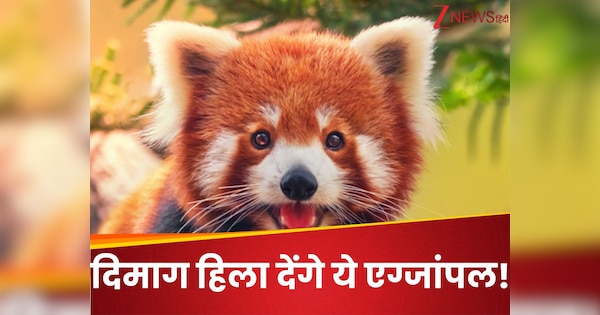 Animal Thoughts Do animals think like us These 6 examples will blow ...