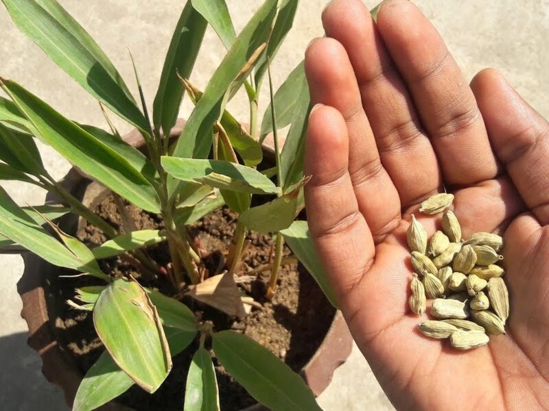 know how to grow cardamom plant at pot in hindi | बाजार से नहीं खरीदनी ...
