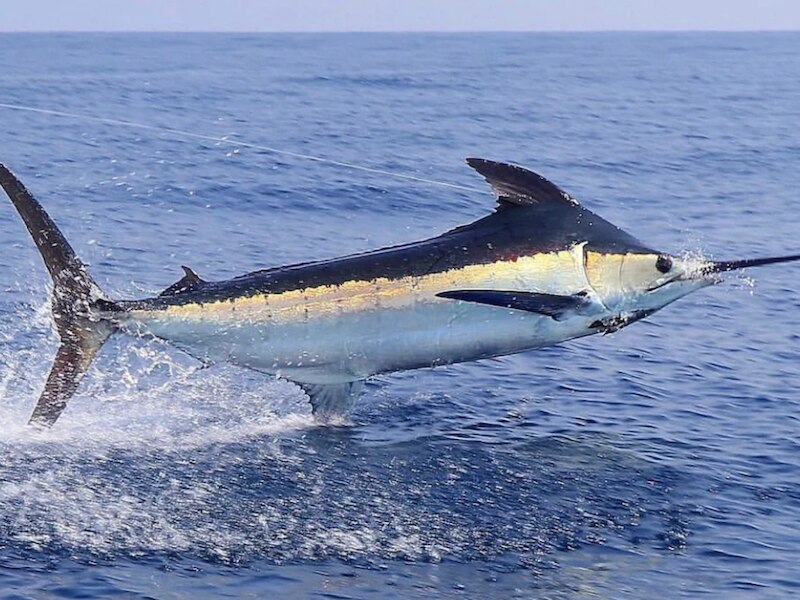 Black Merlin is the world fastest fish Its speed is such that it can ...