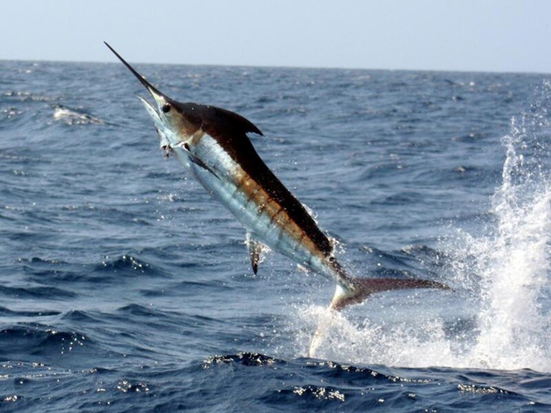 Black Merlin is the world fastest fish Its speed is such that it can ...