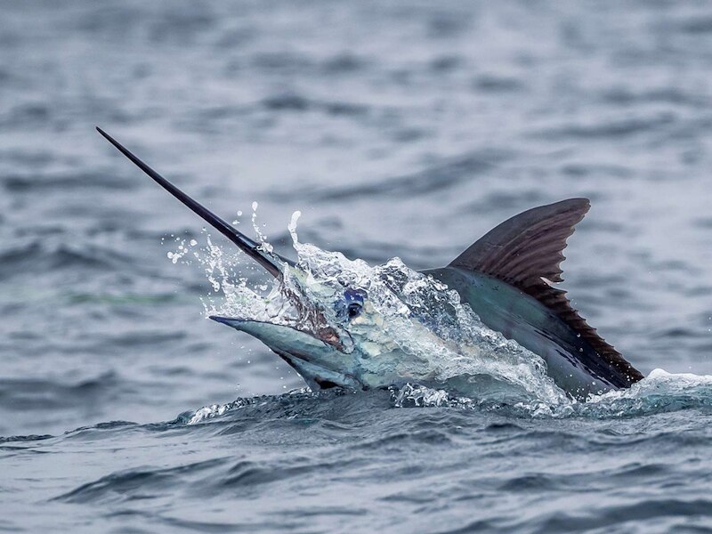 Black Merlin is the world fastest fish Its speed is such that it can ...
