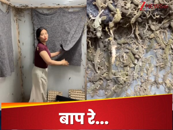 Lizard farming China Video Hundreds of lizards came out as soon as the ...