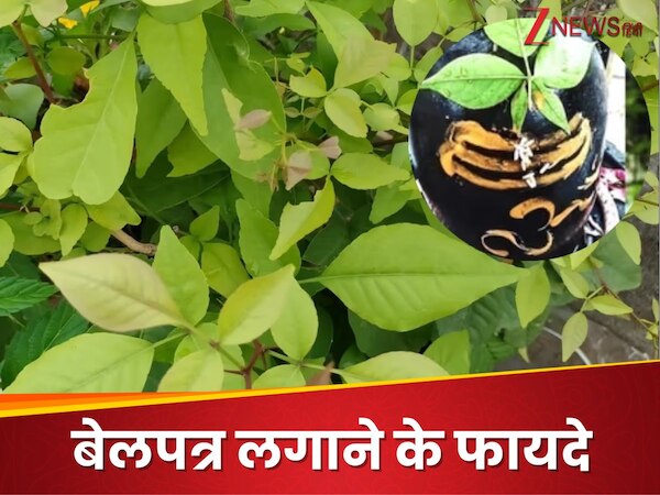 planting bel patra tree at home end all vastu dosh and give wealth lord ...