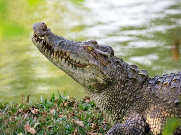 woman killed by crocodile and ran away with her into canal in bahraich video viral | Bahraich ...
