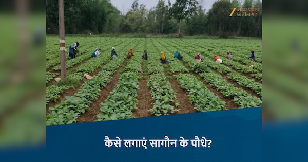 sagwan farming demand in madhya pradesh umaria nursery of 15 lakh ...